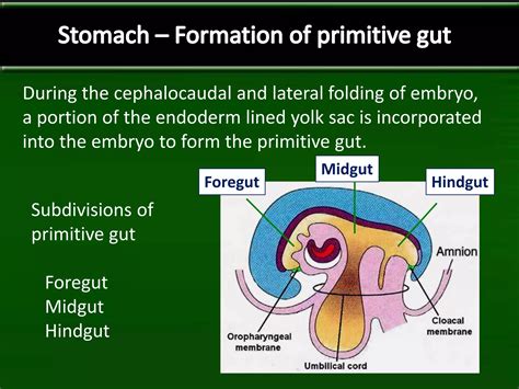 Development Of Stomach Pptx
