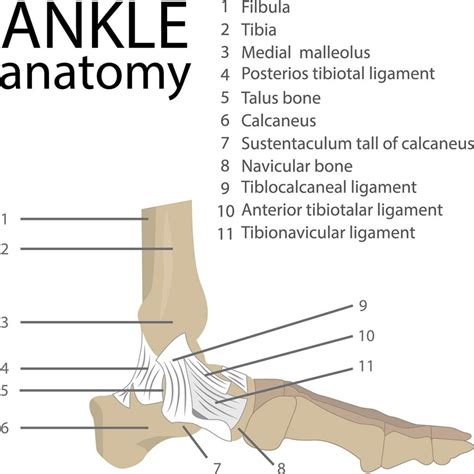Foot Bone Anatomy Joints
