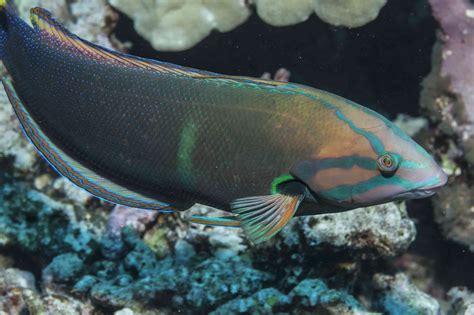 Stunning Photos Of Different Types Of Wrasse Fish