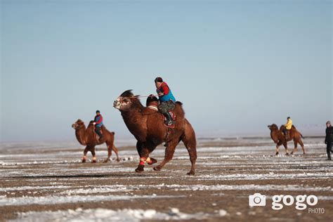 ФОТО Түмэн тэмээний баяр поло тэмцээнээр үргэлжилж байна