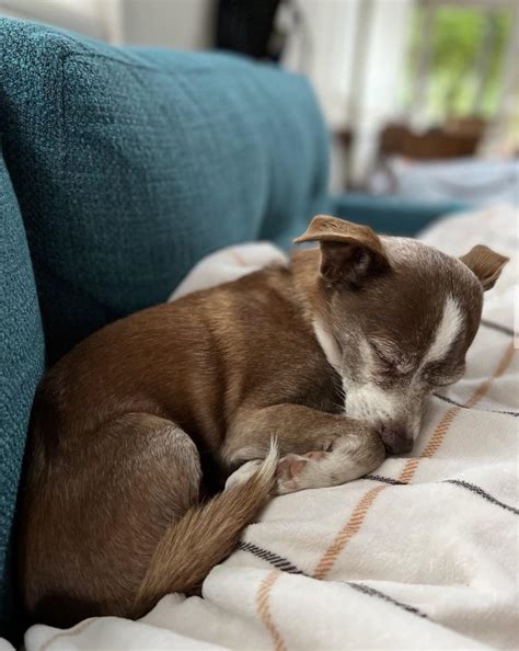 My Favorite Photo Of My Old Chi Boy 13 Rchihuahua