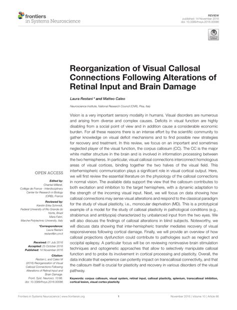 Pdf Reorganization Of Visual Callosal Connections Following
