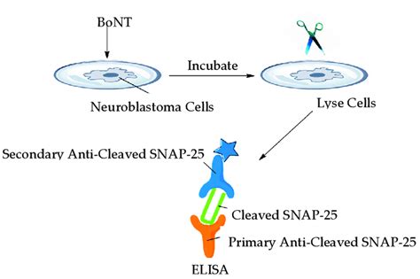 Cell Based Nab Assay At Quincy James Blog