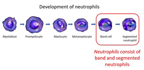 Band Vs Segmented Neutrophils