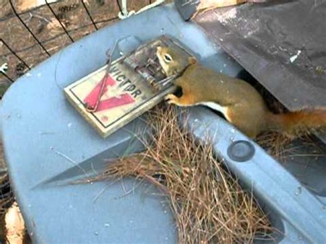 Master The Skills Of Squirrel Trapping And Be Successful - Home