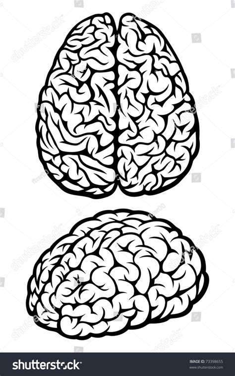 Brain Set Two Views Vector Illustration Stock Vector Royalty Free 73398655