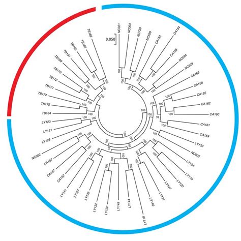 Neighbor Joining Nj Phylogenetic Tree Of 50 R Henanense Subsp