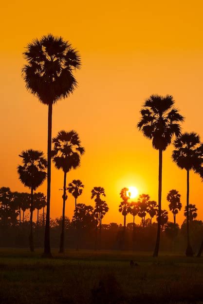 Premium Photo Sugar Plam Tree