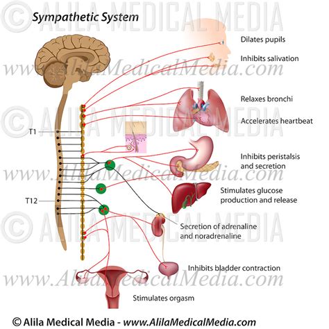 Sympathetic Nervous System Pathway