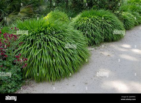 Hakonechloa Macra Or Japanese Forest Grass Ornamental Plant With
