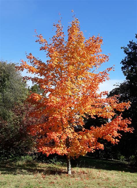 Acer Saccharinum