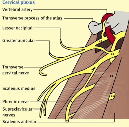 Regional Anesthesia II Cervical Plexus Flashcards Quizlet