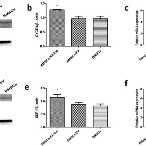 Klotho Gene Increased The Relevant Migration Protein Expression After Download Scientific