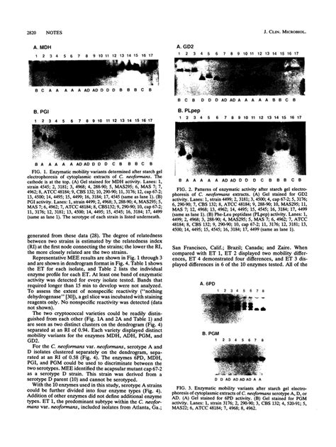 Multilocus Enzyme Typing Of Cryptococcus Neoformans Pmc