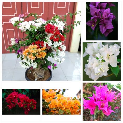 Jual Bibit Bunga Bougenville Batang Beli 5 Batang Stek Bonus 1 Batang Stek Bibit Bugenvil