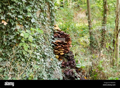 Tree Base Fungi High Resolution Stock Photography And Images Alamy