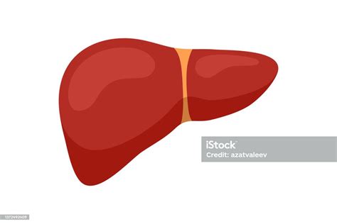 건강한 인간 간 벡터 가역 외크리네 동맥 내부 장기 격리 일러스트 간 내부 기관에 대한 스톡 벡터 아트 및 기타 이미지 간 내부 기관 간암 건강관리와 의술 Istock