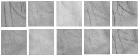 Samples Of Roi Extracted Palmprint Download Scientific Diagram