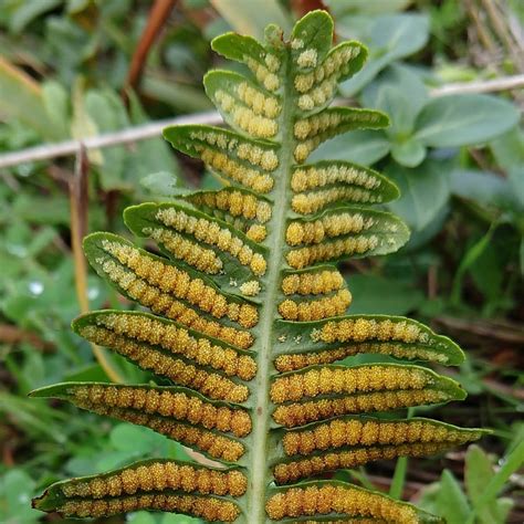 Maria Morrow Youtube