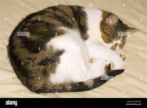 Cat Sleeping Curled Up