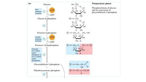 Glucose Catabolism Glycolysis In Detailppt