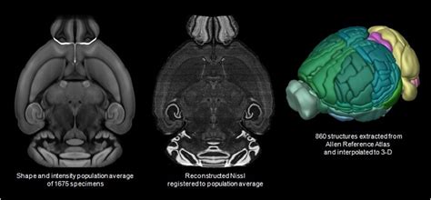 Api For Mouse Brain Atlas Allen Mouse Brain Atlas Allen Brain Map Community Forum