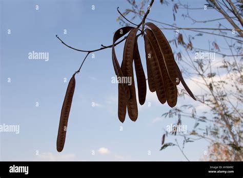 Stock Photo Of Brown Multi Seed Tree Pods Shot September In The Jordan Valley Stock Photo