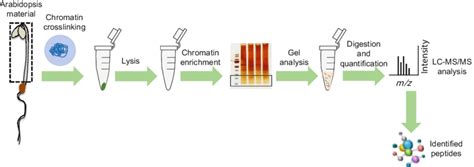 Overview Of Proteomic Profiling For Plants Using Chromatin Enrichment Download Scientific