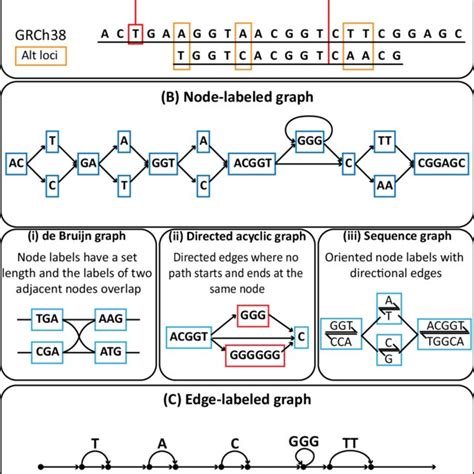 Extending The Reference Genome A Linear Reference The Report On The