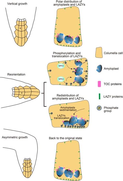 Cell Polarity Linked To Gravity Sensing Is Generated By Protein