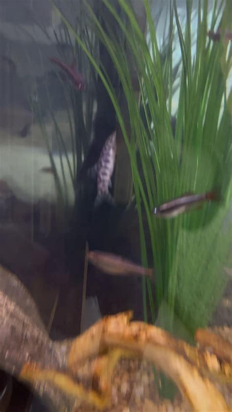 Sick Yoyo Loach R Aquariums