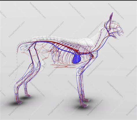 Image Gallery 3d Cat Anatomy Software Biosphera