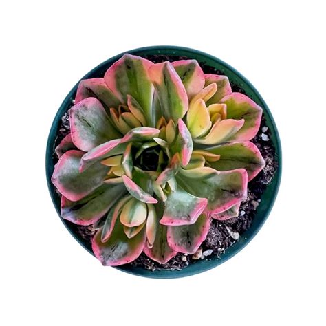 How To Care For Cotyledon Pendens Succulents The Next Gardener