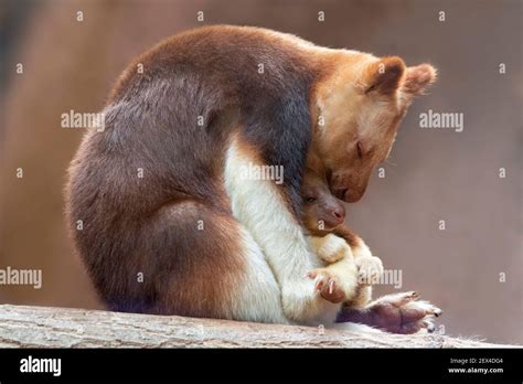 Goodfellows Tree Kangaroo Dendrolagus Goodfellowi With Joey New