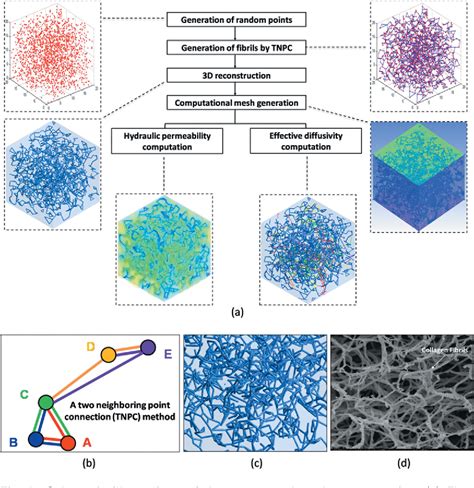 Figure 1 From Microstructural Parameter Based Modeling For Transport Properties Of Collagen