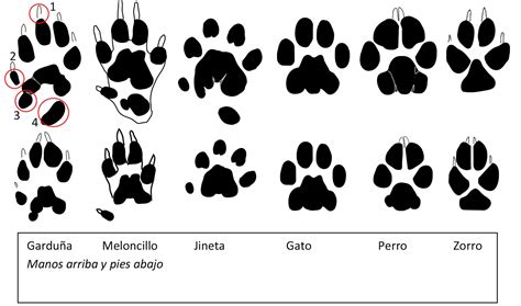 Comparando Las Huellas De La Jineta El Gato La Garduña Y El Meloncillo
