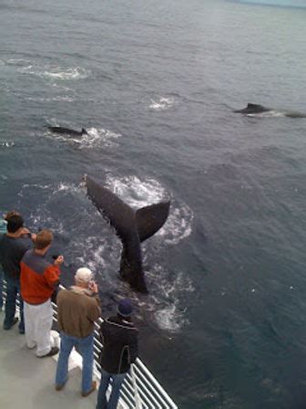 Condor Express Whale Count