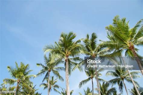 푸른 하늘 열 대 해안 여름 나무 아름 다운 여름 풍경 배경에서 야자수 코코넛 나무 농장을 떠난다 투시 뷰 공간 복사 하늘에 메시지를 씁니다 0명에 대한 스톡 사진 및 기타