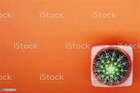 오렌지 배경에 냄비에 선인장 상단 보기 평평한 평신도 텍스트에 대 한 장소 가시에 대한 스톡 사진 및 기타 이미지 가시 개념 고슴도치선인장 Istock