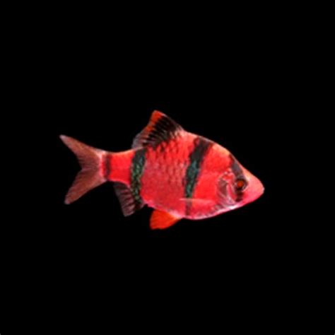 Glofish For Sale