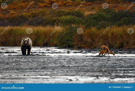 Sexo En El Salvaje Imagen De Archivo Imagen De Fondo