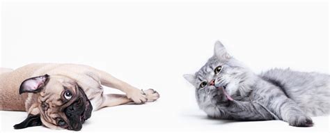 퍼그 품종의 사랑스럽고 행복한 개와 큰 상아탑 회색 새끼 고양이의 초상화 귀여운 웃는 개가 흰색 배경에 놓여 있다 미소에 대한 스톡 사진 및 기타 이미지 Istock