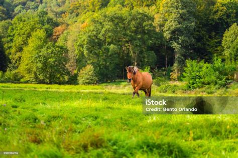 자연 속에서 화창한 날에 푸른 숲의 나무로 둘러싸인 무성한 녹색 초원에서 걷는 장엄한 갈색 말 0명에 대한 스톡 사진 및 기타 이미지 Istock