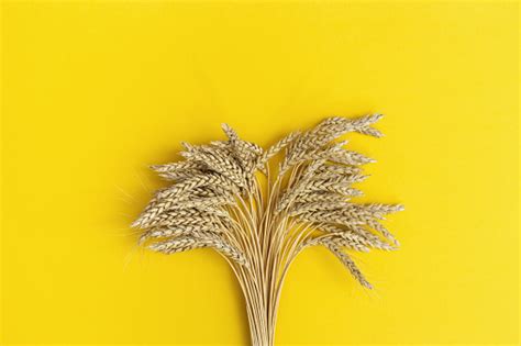 노란색 종이 배경에 잘 익은 밀 수확 시간 밀스파이크가 닫힙니다 자연 귀와 최소한의 평면 누워 가을에 대한 스톡 사진 및 기타 이미지 Istock