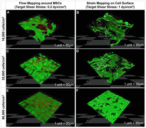 Computational Predictions Cfd Fem Of Strains On Cell Surfaces For