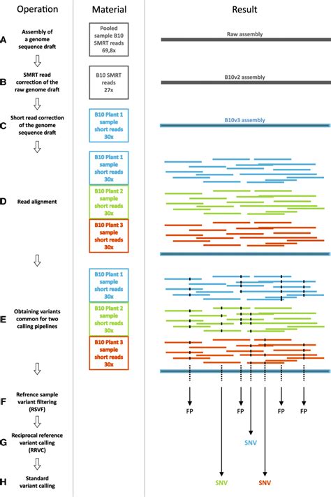 Genome Draft Assembly Variant Calling And Analysis Pathway The Box Download Scientific