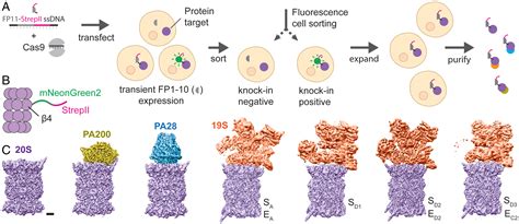 Labeling Primary Growth Structures