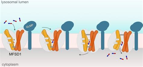 Centre For Structural Systems Biology Cssb On Linkedin The Groups Of Christian Löw Markus