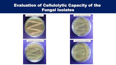 Production Of Cellulase And Its Application Pptx Chemistry Science
