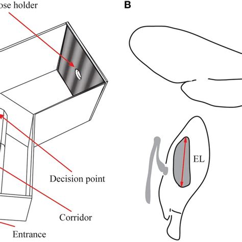 A Schematic Diagram Of The Y Maze Apparatus Used For The Behavioral Download Scientific
